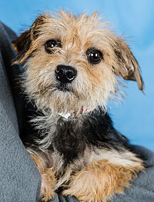 Minneapolis, MN - Yorkie, Yorkshire Terrier/Mixed Breed (Medium). Meet ...