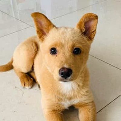 Los Angeles, CA - Jindo/Spitz (Unknown Type, Medium). Meet Aurora a Pet ...
