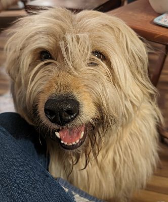 Terre Haute, IN - Bearded Collie. Meet Eve a Pet for Adoption ...
