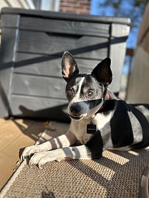 Harrison, NY - Boston Terrier. Meet Bix- Courtesy Listing a Pet for ...
