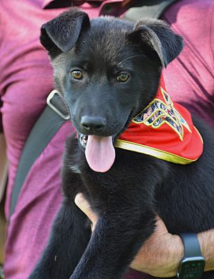 Ormond Beach, FL - German Shepherd Dog. Meet Ninja a Pet for Adoption ...
