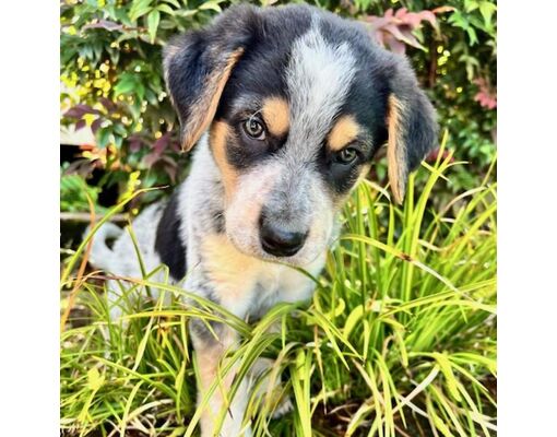 Chantilly, VA - Great Pyrenees/German Shorthaired Pointer. Meet ...