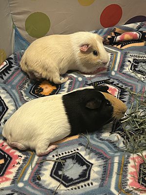 Minneapolis, MN - Guinea Pig. Meet Archie & Scooter BONDED a Pet for ...
