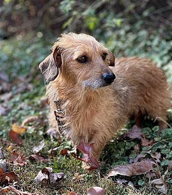 Andover, CT - Dachshund/Cairn Terrier. Meet STEWIE a Pet for Adoption ...