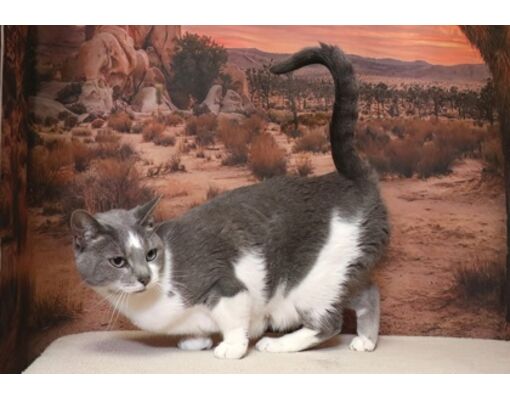 Plymouth Meeting, PA - Domestic Shorthair/Domestic Mediumhair. Meet ...
