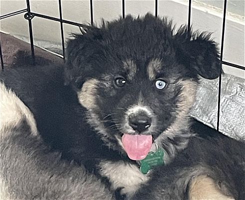 Bothell, WA - Husky. Meet * Cedar - Adoption Pending a Pet for Adoption ...