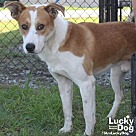 Collie Puppies - Collie Rescue and Adoption Near You