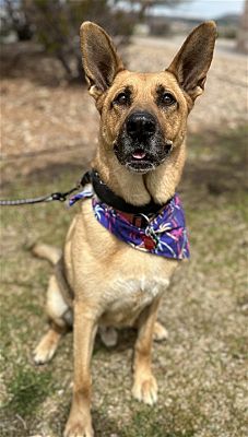 Denver, CO - German Shepherd Dog. Meet Jesse a Pet for Adoption ...