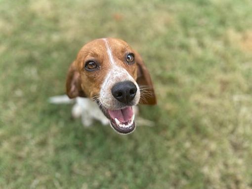 Charlotte, NC - Beagle. Meet Idalia a Pet for Adoption - AdoptaPet.com