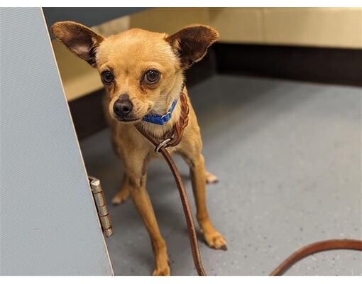 Denver, CO - Chihuahua. Meet RONAN a Pet for Adoption - AdoptaPet.com