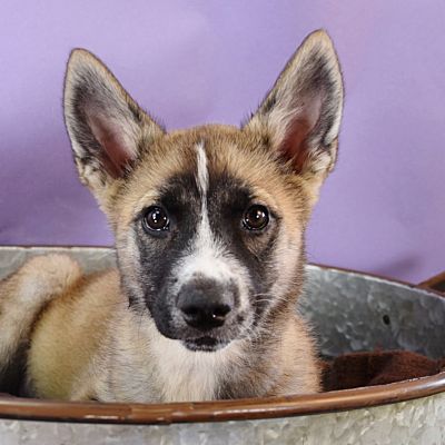 Sheridan, CO - Australian Shepherd/Akita. Meet America's Heartland ...