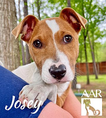 Magnolia, TX - Jack Russell Terrier/Basenji. Meet Josey a Pet for ...