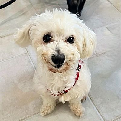 Orlando, FL - Maltese/Miniature Poodle. Meet Jonas a Pet for Adoption ...
