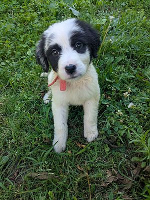 Flint, MI - Great Pyrenees/Bull Terrier. Meet puppys a Pet for Adoption ...