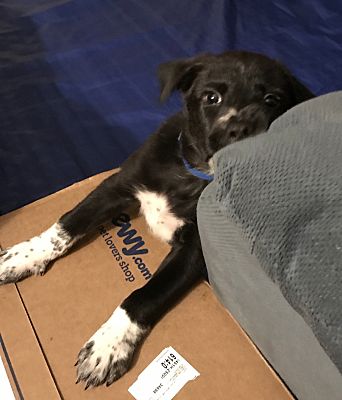 Palm Harbor, FL - German Shepherd Dog/Labrador Retriever. Meet Grumpy a ...