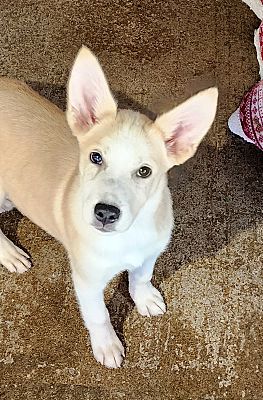 Southbury, CT - Husky/German Shepherd Dog. Meet Balto ~ meet me! a Pet ...