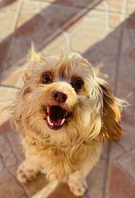 San Diego, CA - Cavapoo/Yorkie Poo. Meet Goldie a Pet for Adoption ...