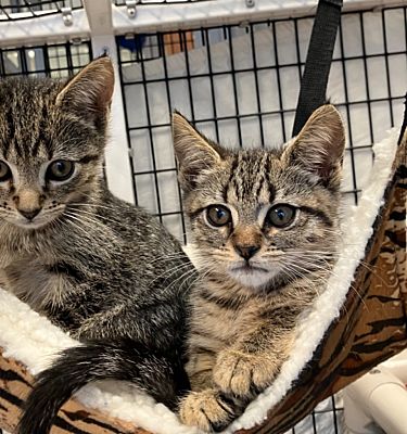 Ewing, NJ - Domestic Shorthair. Meet Francesca a Pet for Adoption ...