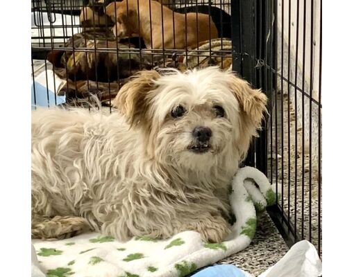 San Bernardino, CA - Shih Tzu. Meet MILTON a Pet for Adoption ...