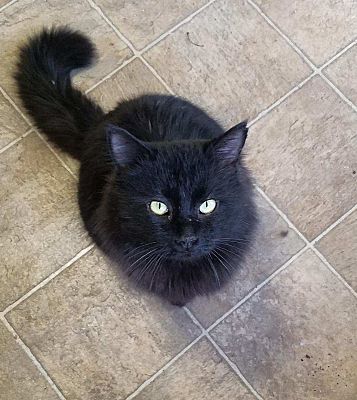 Eureka, CA - Maine Coon. Meet Gabriel a Pet for Adoption - AdoptaPet.com