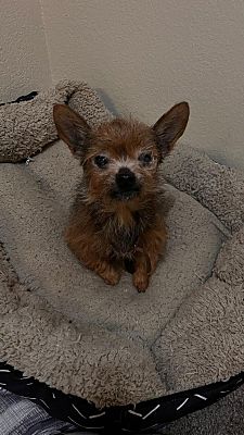 Citrus Heights, CA - Yorkie, Yorkshire Terrier. Meet Rossi a Pet for ...