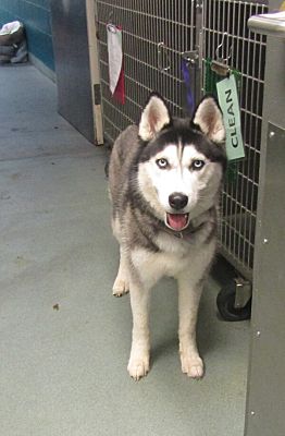 Raleigh, NC - Siberian Husky. Meet Koffee a Pet for Adoption ...