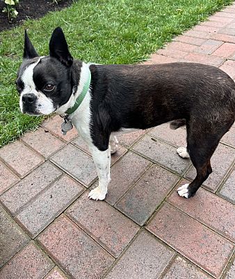 Alameda, CA - Boston Terrier. Meet Loki a Pet for Adoption - AdoptaPet.com