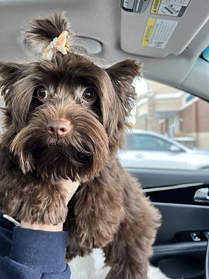 Plainfield, IL - Yorkie, Yorkshire Terrier. Meet Vanilla a Pet for ...