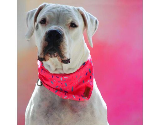 Rosemont, IL - Dogo Argentino/Boxer. Meet Sweetheart KS* a Pet for ...
