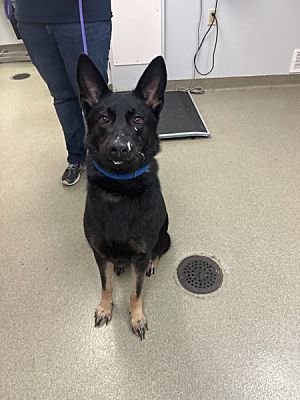 Birdsboro, PA - German Shepherd Dog. Meet Raven a Pet for Adoption ...