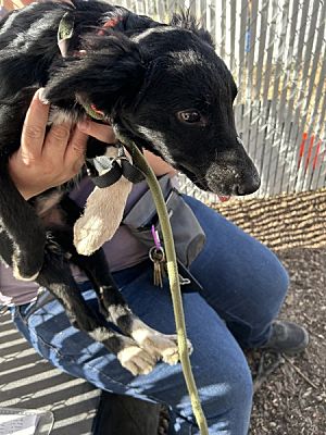 Lincoln, NE - Border Collie. Meet Trish a Pet for Adoption - AdoptaPet.com