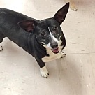 Corgi Puppies - Corgi Rescue and Adoption Near You