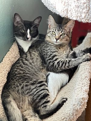 Oxnard, CA - Domestic Shorthair. Meet Elizabeth Taylor (Sephora ...