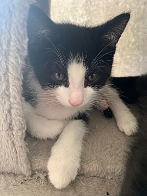 Angola, IN - Domestic Shorthair. Meet Holsten a Pet for Adoption ...