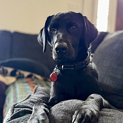 Midlothian, VA - Labrador Retriever. Meet Raven a Pet for Adoption ...