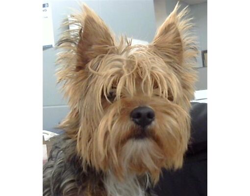 Dallas, TX - Yorkie, Yorkshire Terrier. Meet YAEL a Pet for Adoption ...