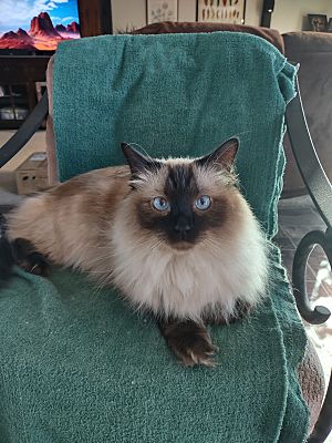 Omaha, NE - Ragdoll. Meet Rocky a Pet for Adoption - AdoptaPet.com