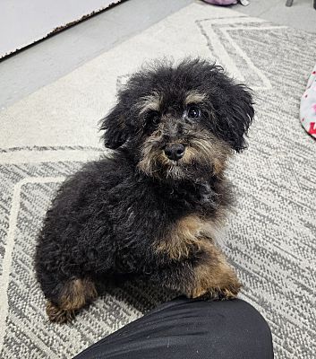 Denver, IN - Yorkie Poo. Meet Millie a Pet for Adoption - AdoptaPet.com