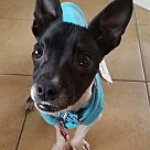 Boston Terrier Puppies - Boston Terrier Rescue and Adoption