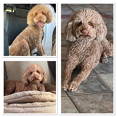 Sacramento, CA - Labrador Retriever/Poodle (Standard). Meet Meena a Pet ...