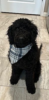 Bellevile, NJ - Goldendoodle. Meet Travis Teal-adoption pending a Pet ...