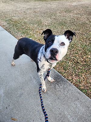 Marion, NC - Pit Bull Terrier/Border Collie. Meet Benny a Pet for ...