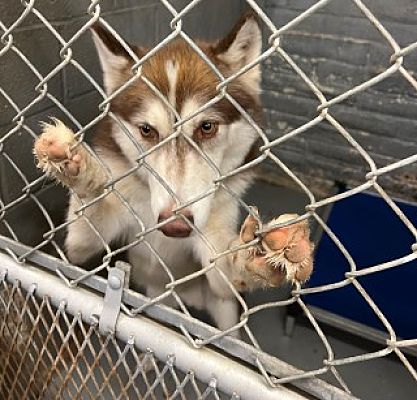 Kingman, AZ - Husky. Meet Greenie* a Pet for Adoption - AdoptaPet.com