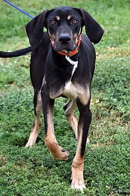 Okeechobee, FL - Plott Hound/Hound (Unknown Type). Meet Scout a Pet for ...