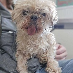 Milton, DE - Shih Tzu. Meet Matilda Jean a Pet for Adoption - AdoptaPet.com