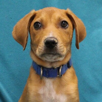 Slinger, WI - Australian Cattle Dog. Meet JENNA a Pet for Adoption ...