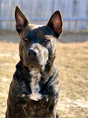 Benton, PA - American Staffordshire Terrier/Mixed Breed (Medium). Meet ...