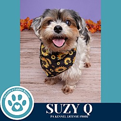 Kimberton, PA - Shih Tzu/Yorkie, Yorkshire Terrier. Meet Suzy Q 092725 ...