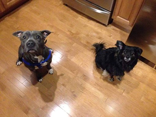 Villa Park, IL - Staffordshire Bull Terrier/Pit Bull Terrier. Meet ...