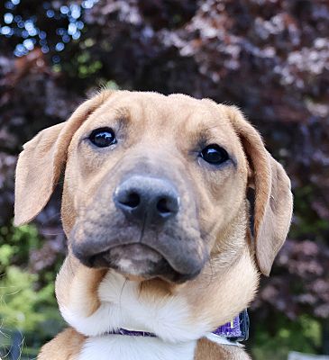 Southbury, CT - Boxer/Weimaraner. Meet Blossom ~ meet me! a Pet for ...